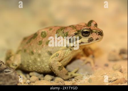 Atlas toad (Bufo brongersmai, Pseudepidalea brongersmai), captive ...