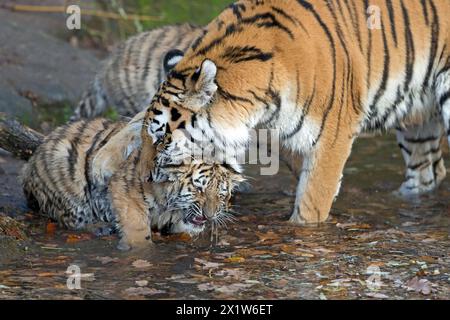 Adult tiger caring for a young tiger young, Siberian tiger, Amur tiger ...