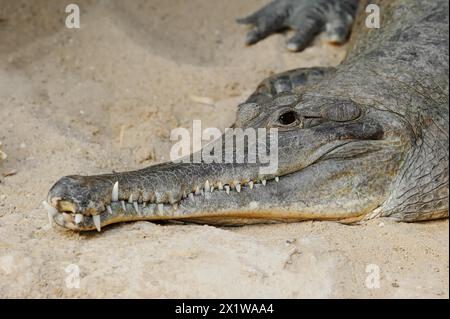Armoured crocodile (Crocodylus cataphractus Stock Photo - Alamy