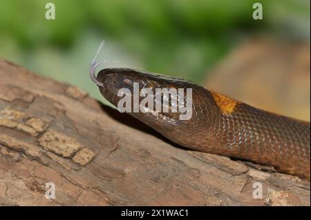 Bismarck's ring python or bismarck ringed python (Bothrochilus boa ...