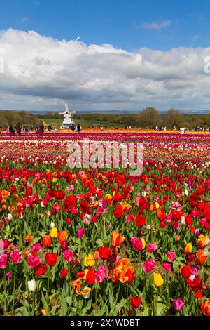 Fields of colourful Tulip flowers at Tulley's April Tulip Fest in ...
