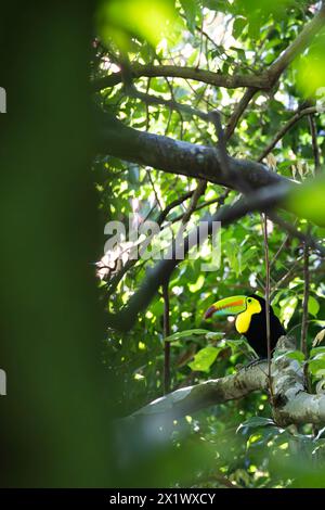 Colorful tucan in the wild Stock Photo - Alamy