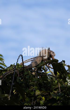 Green Iguana (Iguana iguana), on tree top, Amazon basin, Brazil, South ...