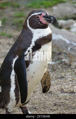 Humboldt Penguin (Spheniscus humboldti) perched on a rock in the ocean ...