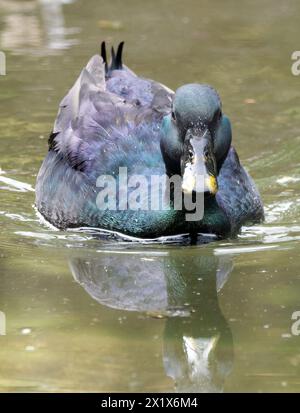 domestic duck, East Indie or Black East Indian, Canard émeraude, Canard ...
