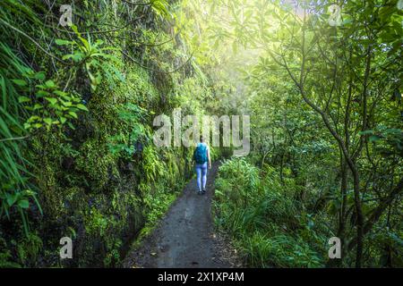 Description: Backpacker toursit walking along sunny rainforst water ...