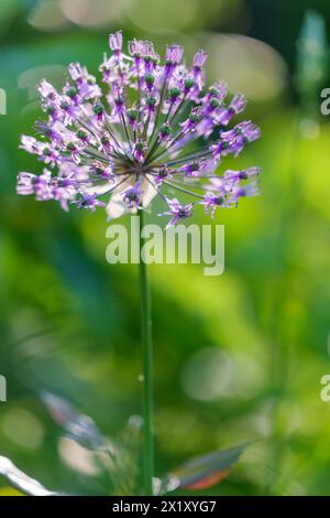 Flowering leeks, Alium Stock Photo - Alamy