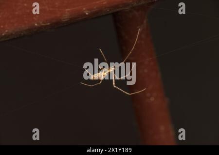 Tetragnatha obtusa Genus Tetragnatha Family Tetragnathidae Blunt ...