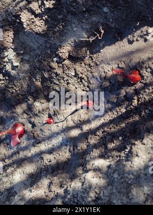 Close up of Wet Soil ready for Gardening Stock Photo - Alamy
