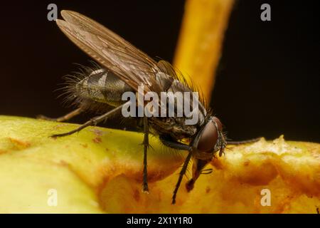 Pollenia vagabunda Family Polleniidae Genus Pollenia Vagabond cluster ...