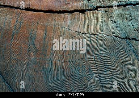 Cross section of a giant ancient sequoia tree cut on the west coast of ...