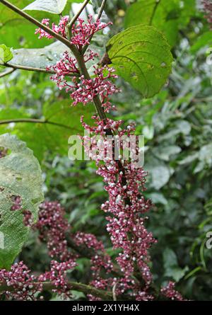 Scratchbush, Urera baccifera, Urticaceae. Arenal Volcano National park ...