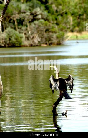 Jells Park Lake is very popular with water birds - this Darter (Anhinga ...