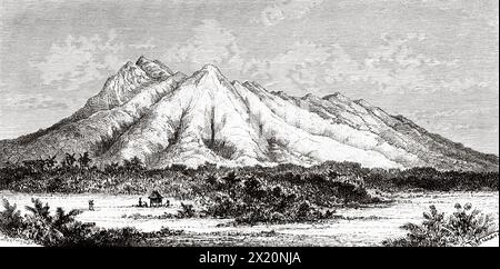 Mount Makiling, Luzon, Laguna, Philippines, Cascogaster fullawayi var ...