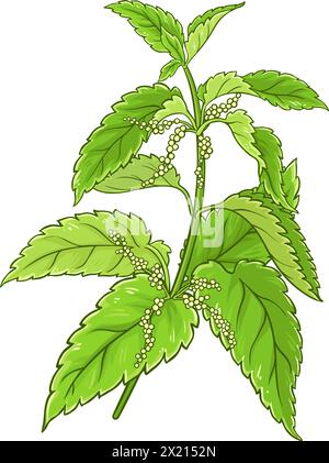 Nettle Branch Colored Detailed Illustration Stock Vector Image & Art ...