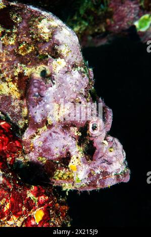 The devil scorpionfish, Scorpaenopsis diabolus, is an ambush predator ...