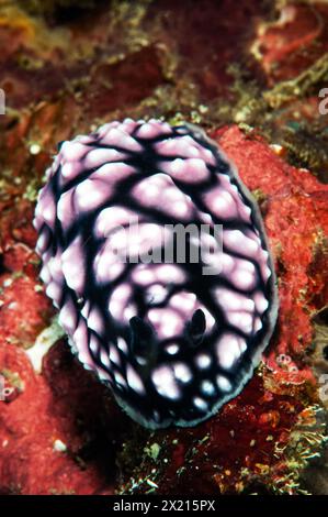 sea slug or nudibranch, Phyllidia pustulosa, Ambon, Maluku, Indonesia ...
