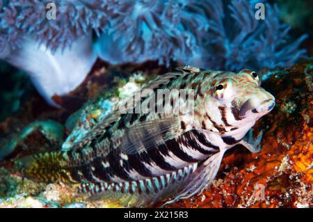Sharpnose Sandperch Parapercis cylindrica Stock Photo - Alamy