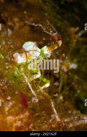 Halimeda Decorator Crab, Huenia heraldica, Epialtidae, Anilao ...