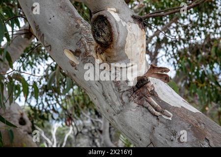 Scribbly gum tree,Eucalyptus haemastoma, endemic to Sydney Australia ...
