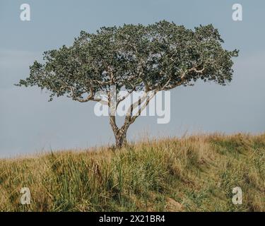 Solitary acacia tree standing tall in Uganda's serene savanna Stock ...