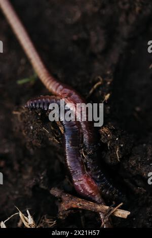 Close up shot of earthworms mating in damp soil after rain storm Stock ...