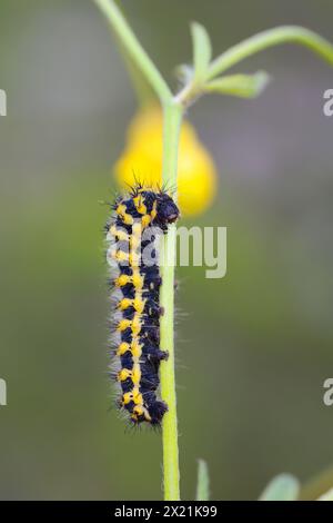 ligurian emperor, southern emperor silk moth (Saturnia pavoniella ...