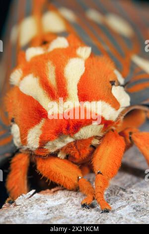 A closeup shot of a saturniids (Saturniidae) moth Stock Photo - Alamy
