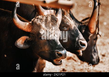 Goa, India. Gaur Bull, Bos Gaurus Or Indian Bison Resting On Ground. It ...