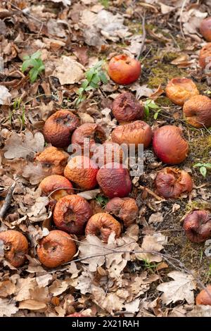 soil microbes organisms in a soil and compost sample, fungus and fungi ...