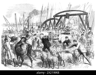 IMPORTED CATTLE AT DOCKS Stock Photo - Alamy