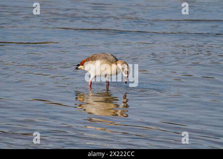 Douro river egyptian goose eating algae during low tide, north of ...