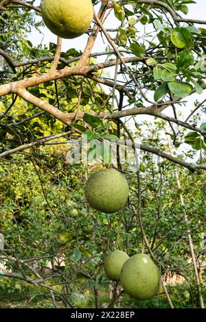 Pomelo fruit in garden Stock Photo - Alamy