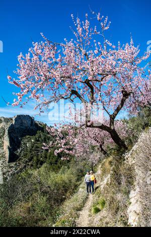 Almond blossom on almond tree at the Costa Blanca, province of Alicante ...