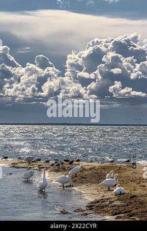 Boat trip with the Seeadler to Ruden Island and Greifswalder Oie Stock ...