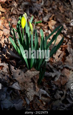 A daffodil flower is not quite opened as warm spring weather arrives in ...