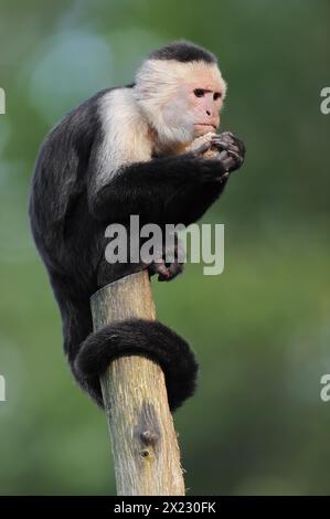 White-shouldered capuchin monkey or white-headed capuchin (Cebus ...