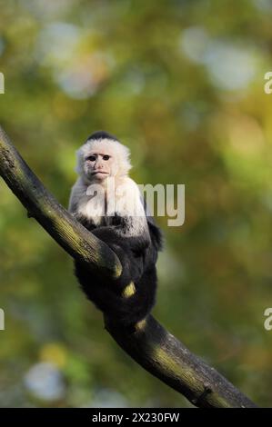 White-shouldered capuchin monkey or white-headed capuchin (Cebus ...