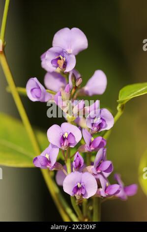 Purple Coral Pea, Hardenbergia violacea, Fabaceae. Australia. Aka ...