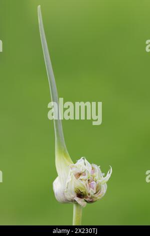 Garlic chives (Allium tuberosum), bulbs, spice plant, medicinal plant ...