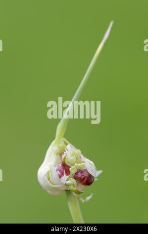 Garlic chives (Allium tuberosum), bulbs, spice plant, medicinal plant ...