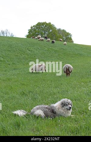 A shepherd dog is guarding a herd of sheep in the Tatra Mountains Stock ...