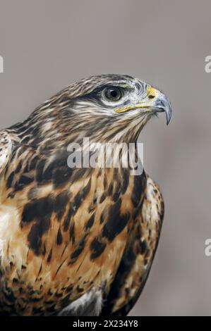 Upland Buzzard, Buteo hemilasius, adult in flight from below, near ...