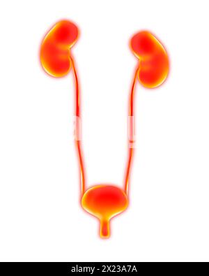 Human urinary system on white background, vector illustration Stock ...