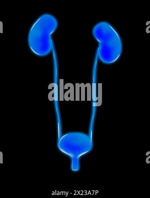 Human urinary system on black background, vector illustration Stock ...