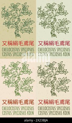 Vector drawing CHEILOCOSTUS SPECIOSUS in Chinese. Hand drawn ...