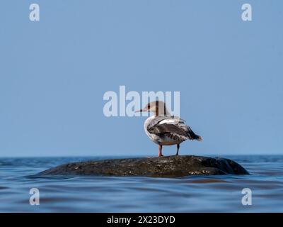 Hailuoto's beautiful nature and details. Hailuoto, Finland Stock Photo ...