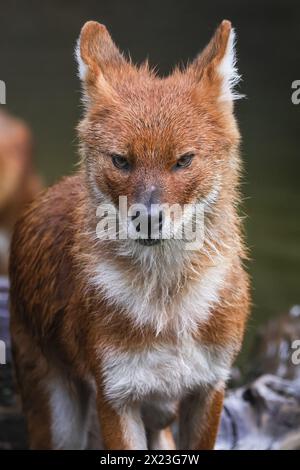 Asiatic dhole (Cuon alpinus), endangered species, close up, captive ...