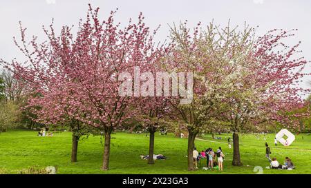 Spring cherry blossom at Gruga, Grugapark, central park in Essen, North ...