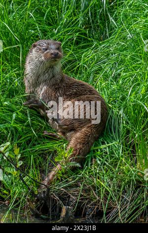 Eurasian otter / European river otter (Lutra lutra) swimming in pond ...